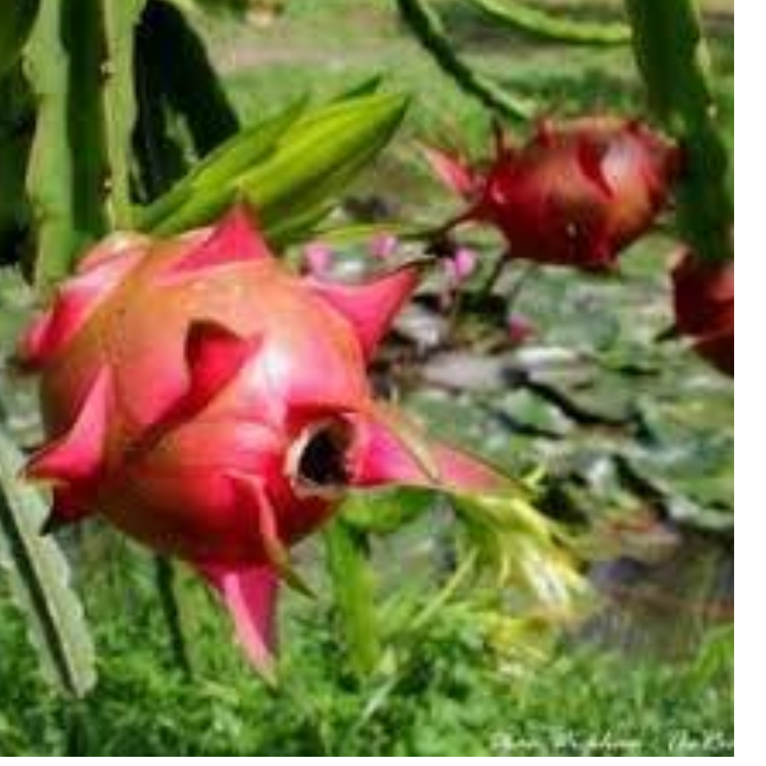 Buy Dragon Fruit Plants - Red, White, and Yellow Varieties | Affordable ...